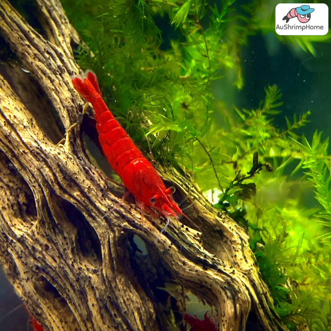 Live Shrimps – Australia Shrimp Home™