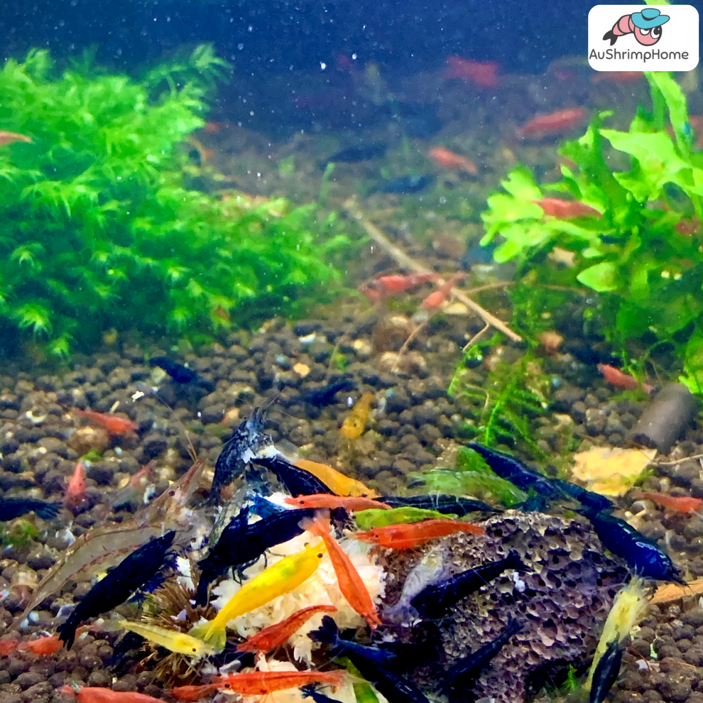 Mixing Color Neocaridina (Skittle) Shrimps for Sale | AuShrimpHome ...