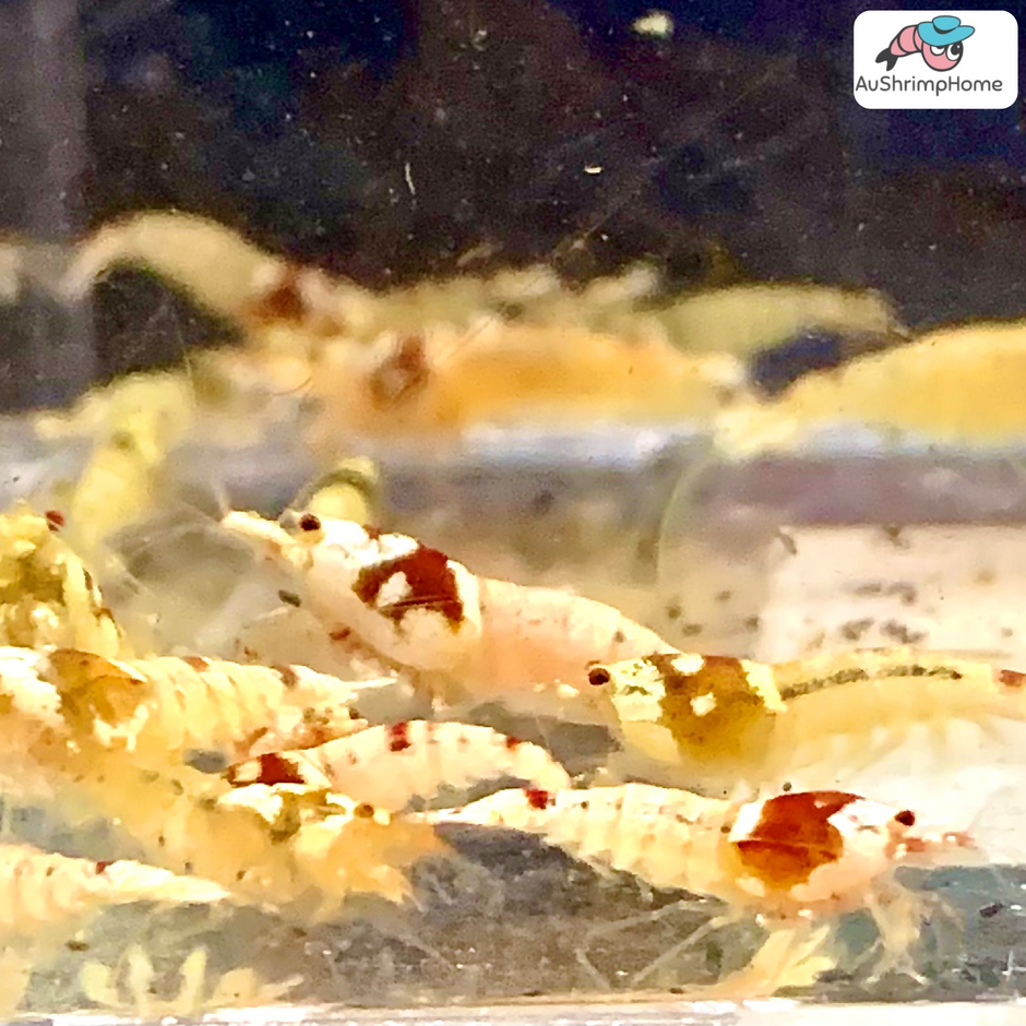 Combo Package – Australia Shrimp Home™