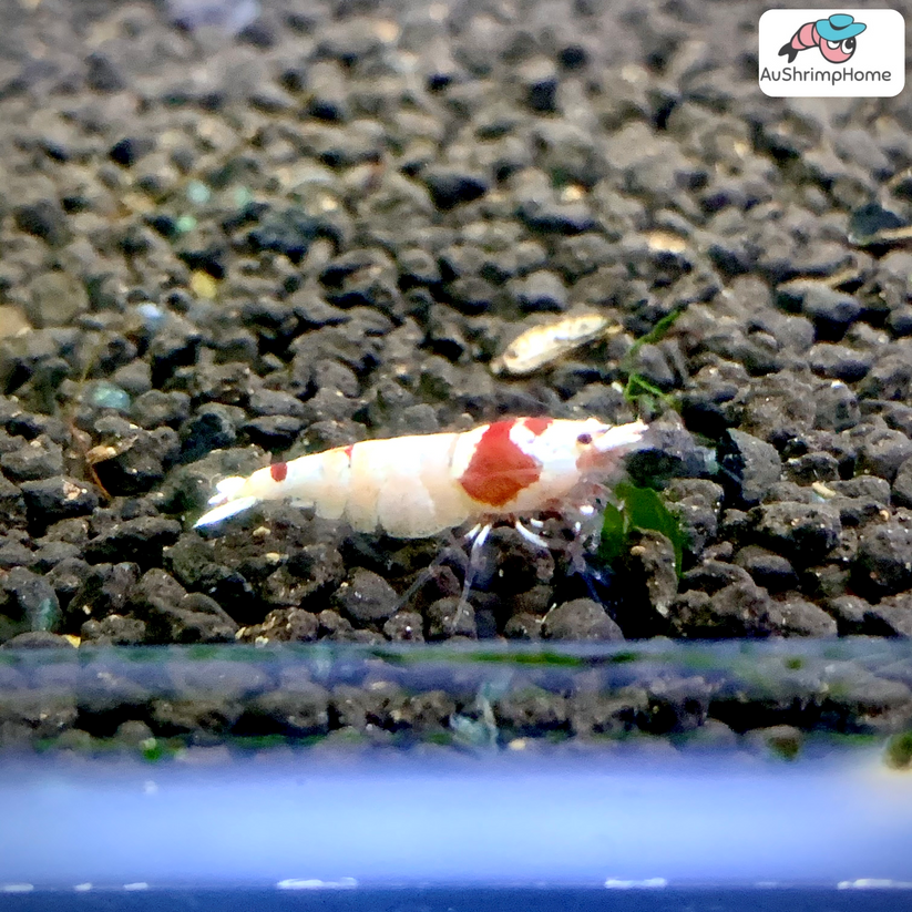 Pure Red Line Crystal Red Shrimps (PRL) for Sale | AuShrimpHome ...