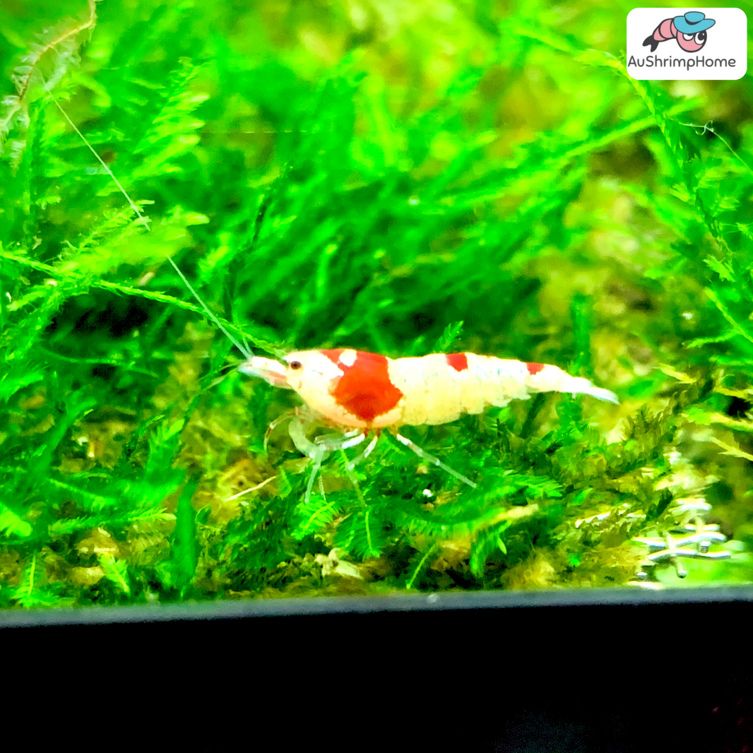 Live Shrimps – Australia Shrimp Home™