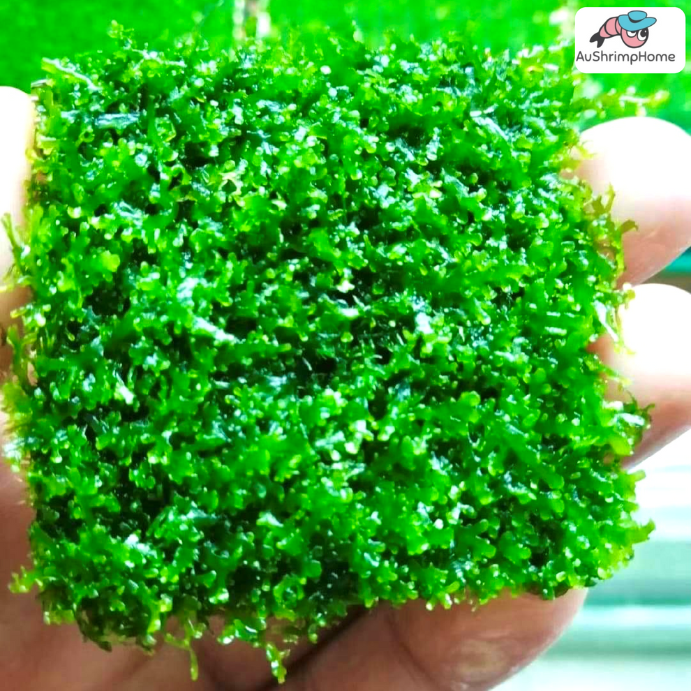 Mini Pellia | Mini Pellia Moss for Sale Australia | AuShrimpHome ...