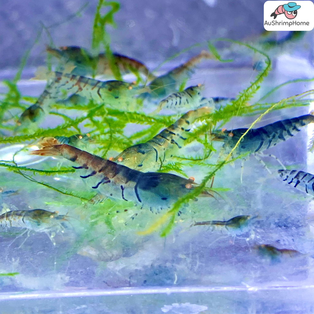 Orange Eyes Blue Tiger | OEBT Shrimp for Sale Australia | AuShrimpHome ...