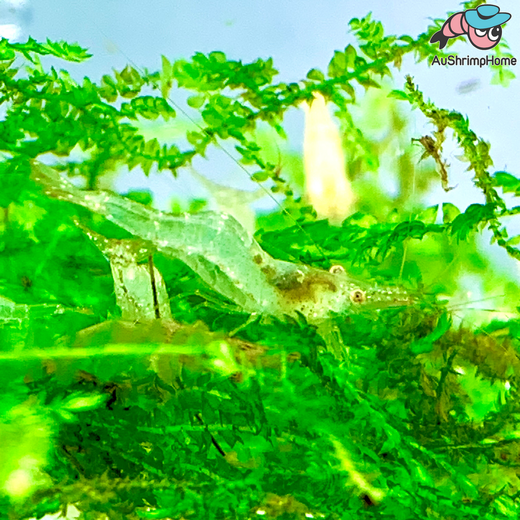 Live Shrimps – Australia Shrimp Home™