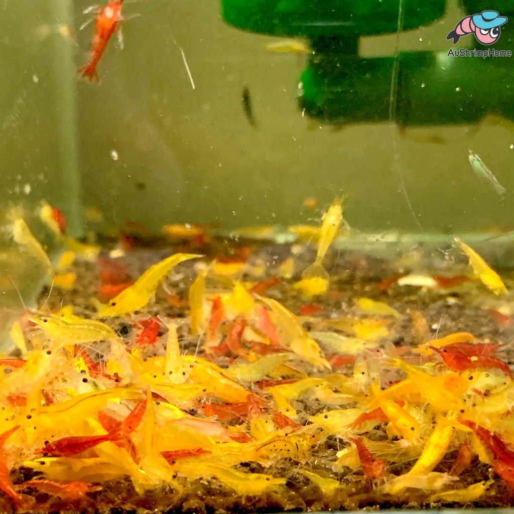 Mixing Color Neocaridina (Skittle) Shrimps for Sale | AuShrimpHome ...