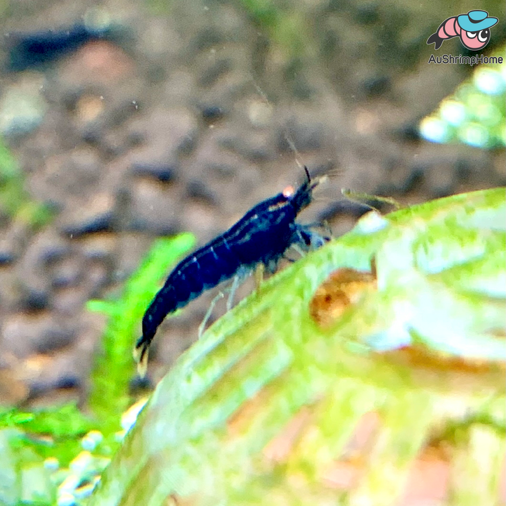OEBT Tiger Shrimps for SALE | Aquarium Shrimps Australia| AuShrimpHome ...