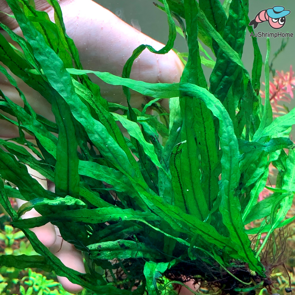 Needle Leaf Java Fern | Aquatic Plant for Sale Australia | AuShrimpHome ...