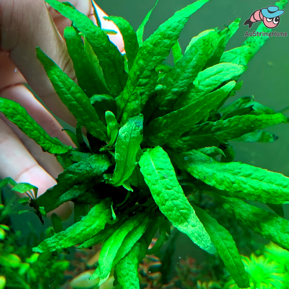 Philip Fern | Microsorum Pteropus Philippine Aquatic Plant Australia ...