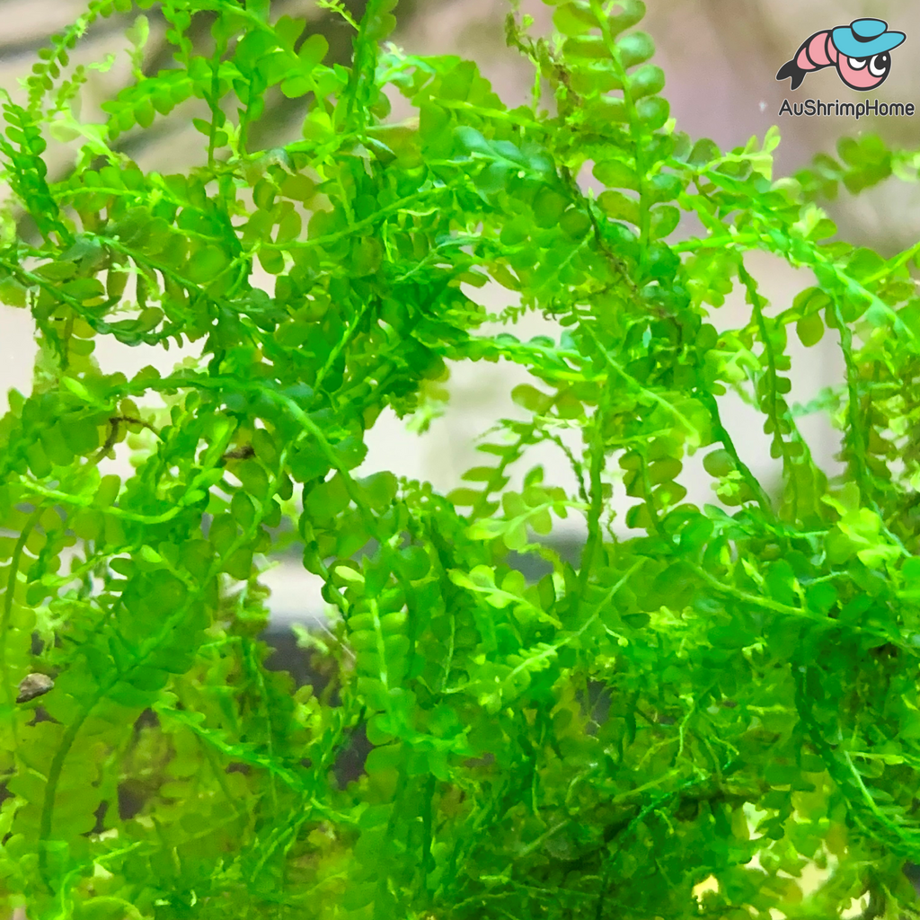 Cameron Moss for Sale | Plagiochilaceae sp. Moss for Aquarium ...