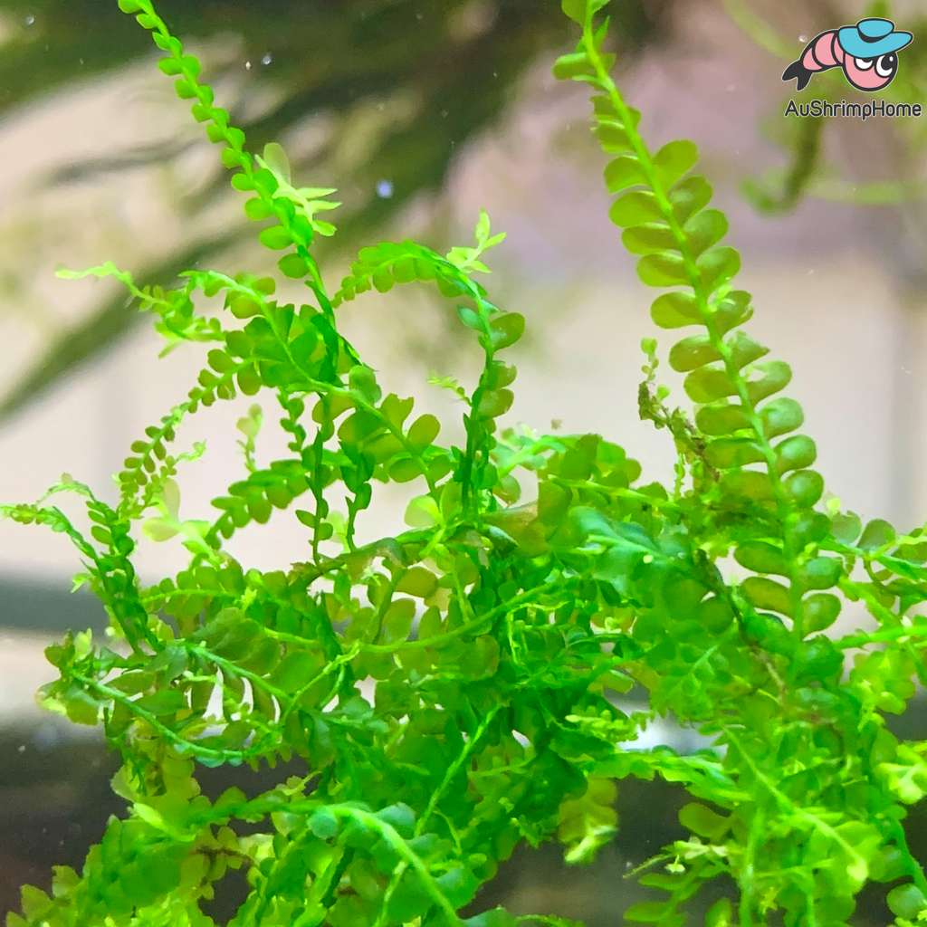 Cameron Moss for Sale | Plagiochilaceae sp. Moss for Aquarium ...