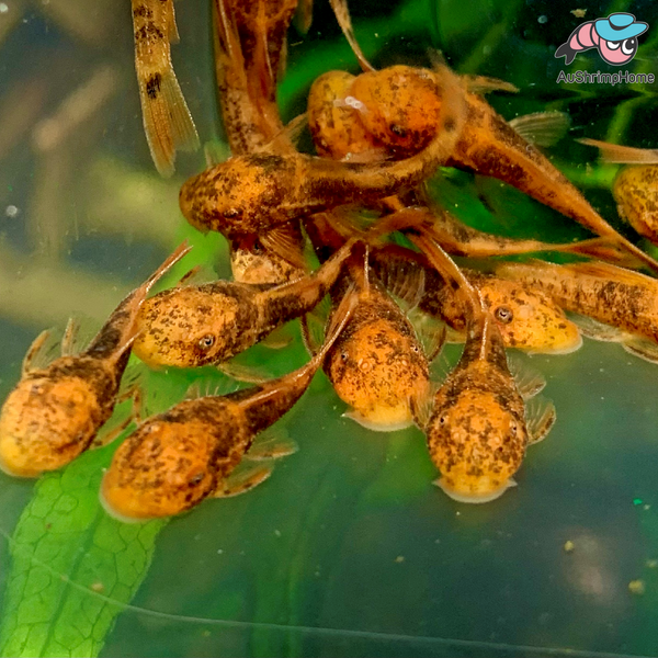 Marble Calico Bristlenose Catfish | Aquarium Fishfor Sale Australia ...