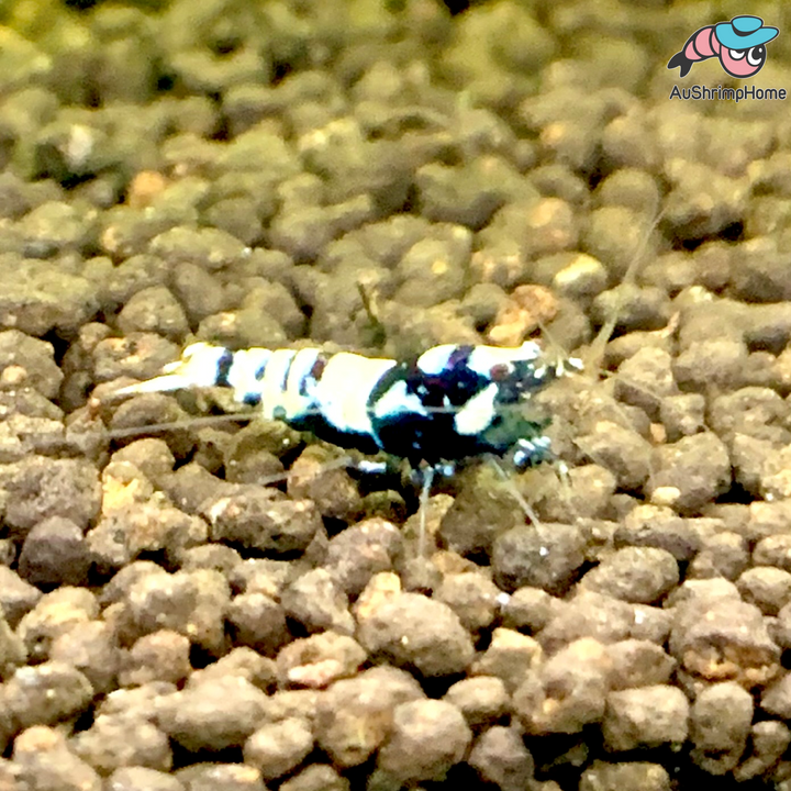 Live Shrimps – Australia Shrimp Home™