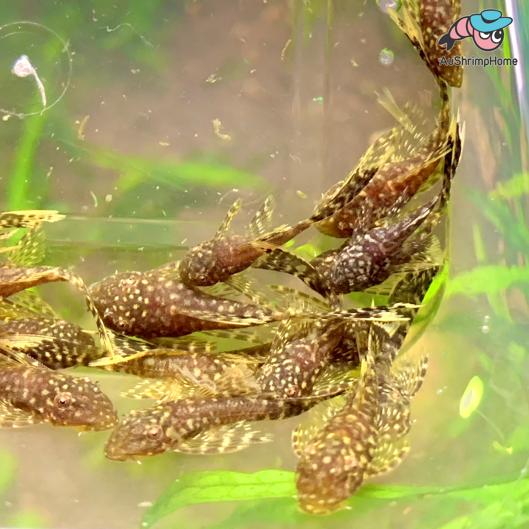 "Algae Eaters for Aquariums: Discover the Best Fish and Invertebrates ...
