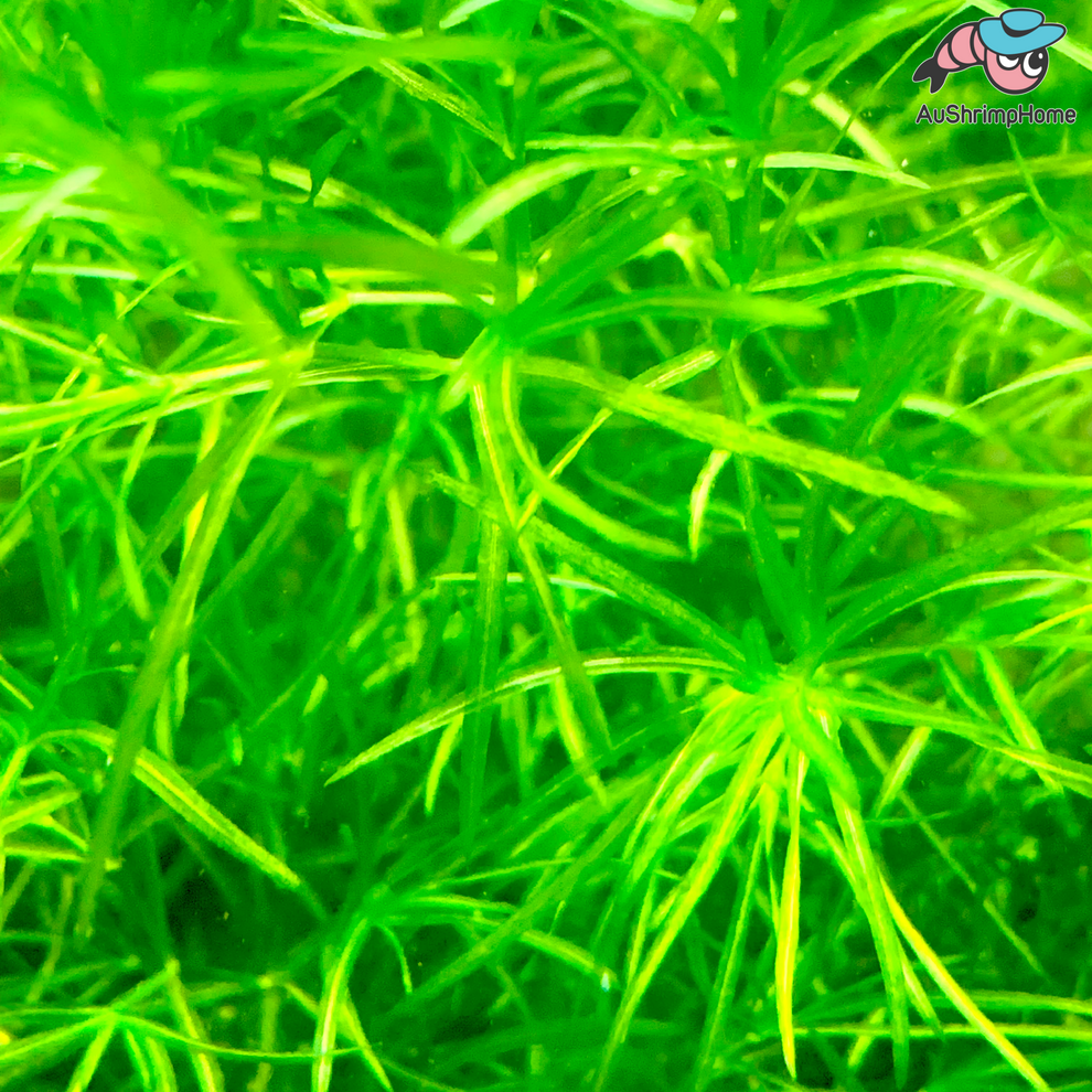 Guppy Grass | Najas guadalupensis Plant for Aquarium Tank | AuShrimpHome – Australia Shrimp Home™