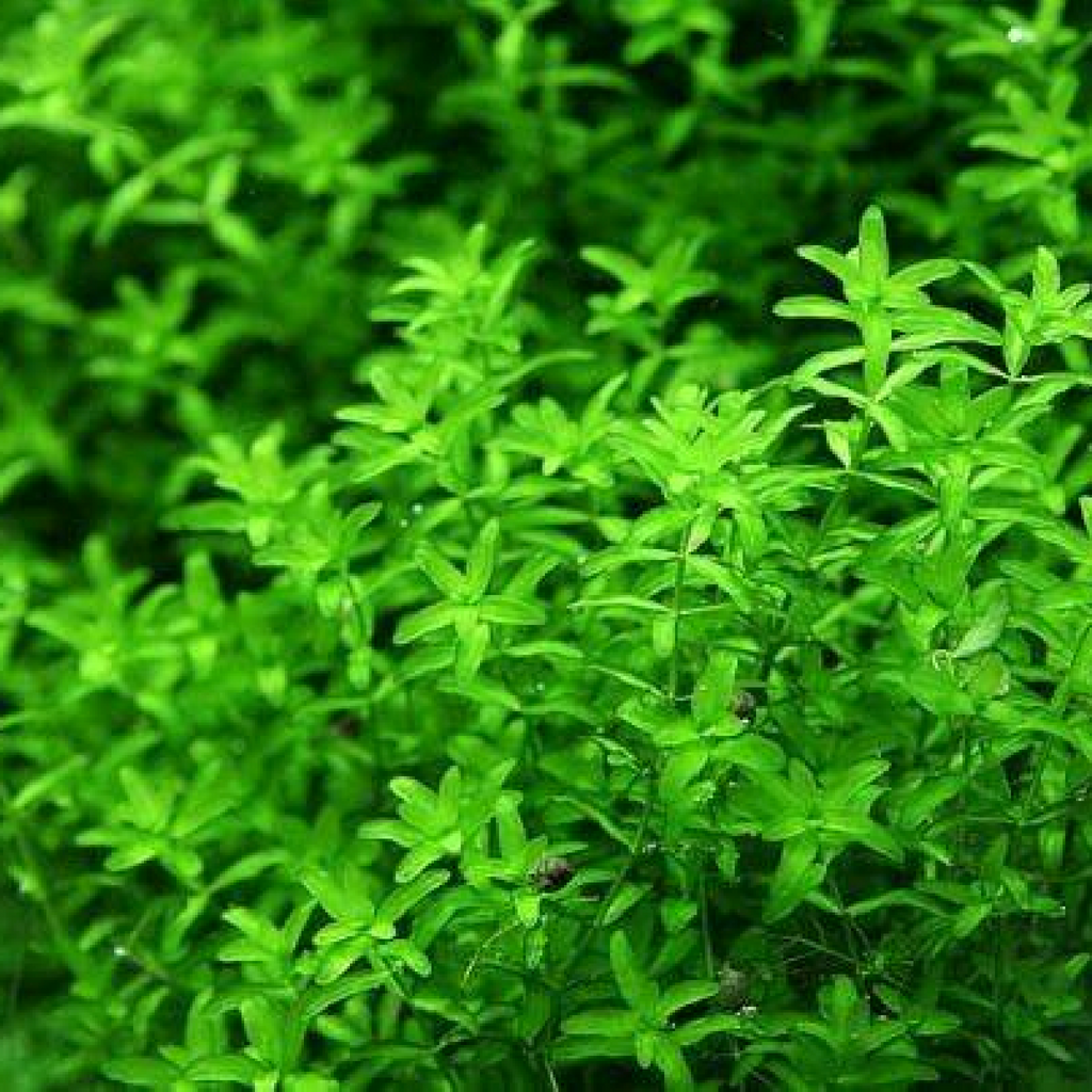 Shop the Best Pearl Grass Aquarium Plant for Aquascaping - Hemianthus ...