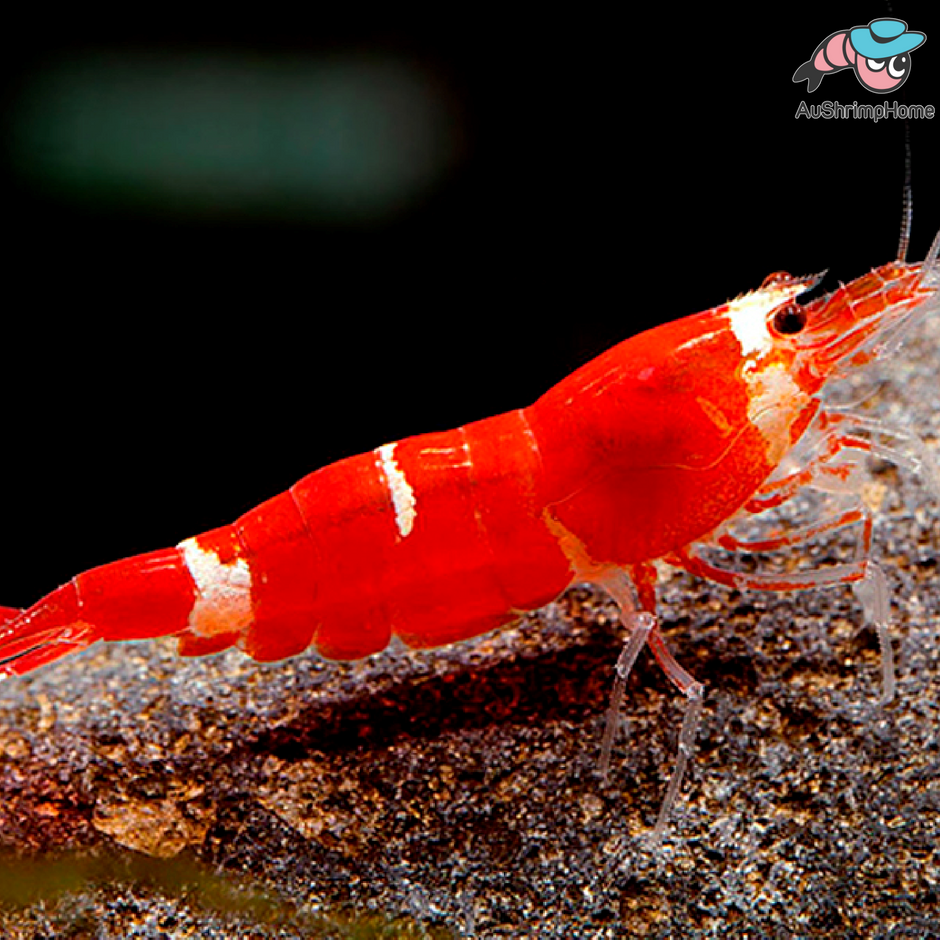 Live Shrimps – Australia Shrimp Home™