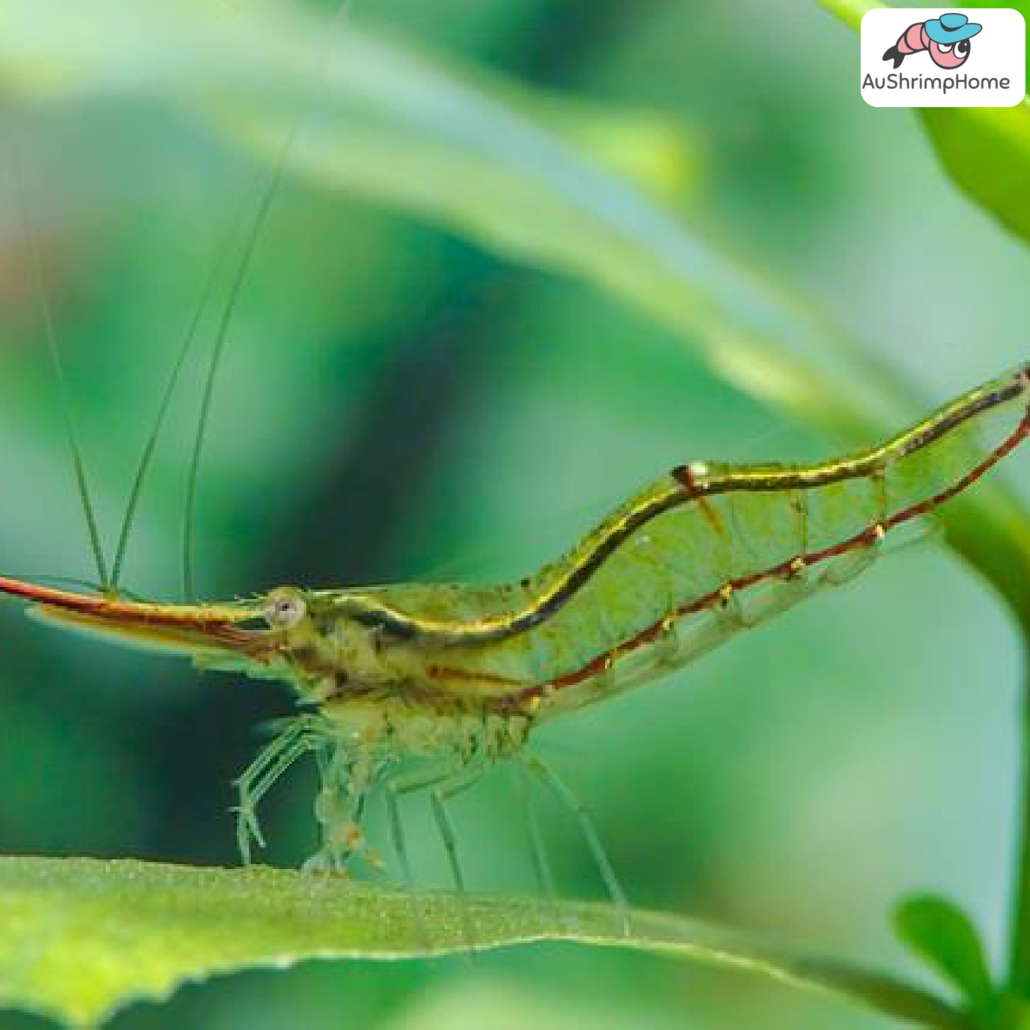 Red Nose Shrimp | Best Algae Eater for Aquarium Tank | AuShrimpHome ...