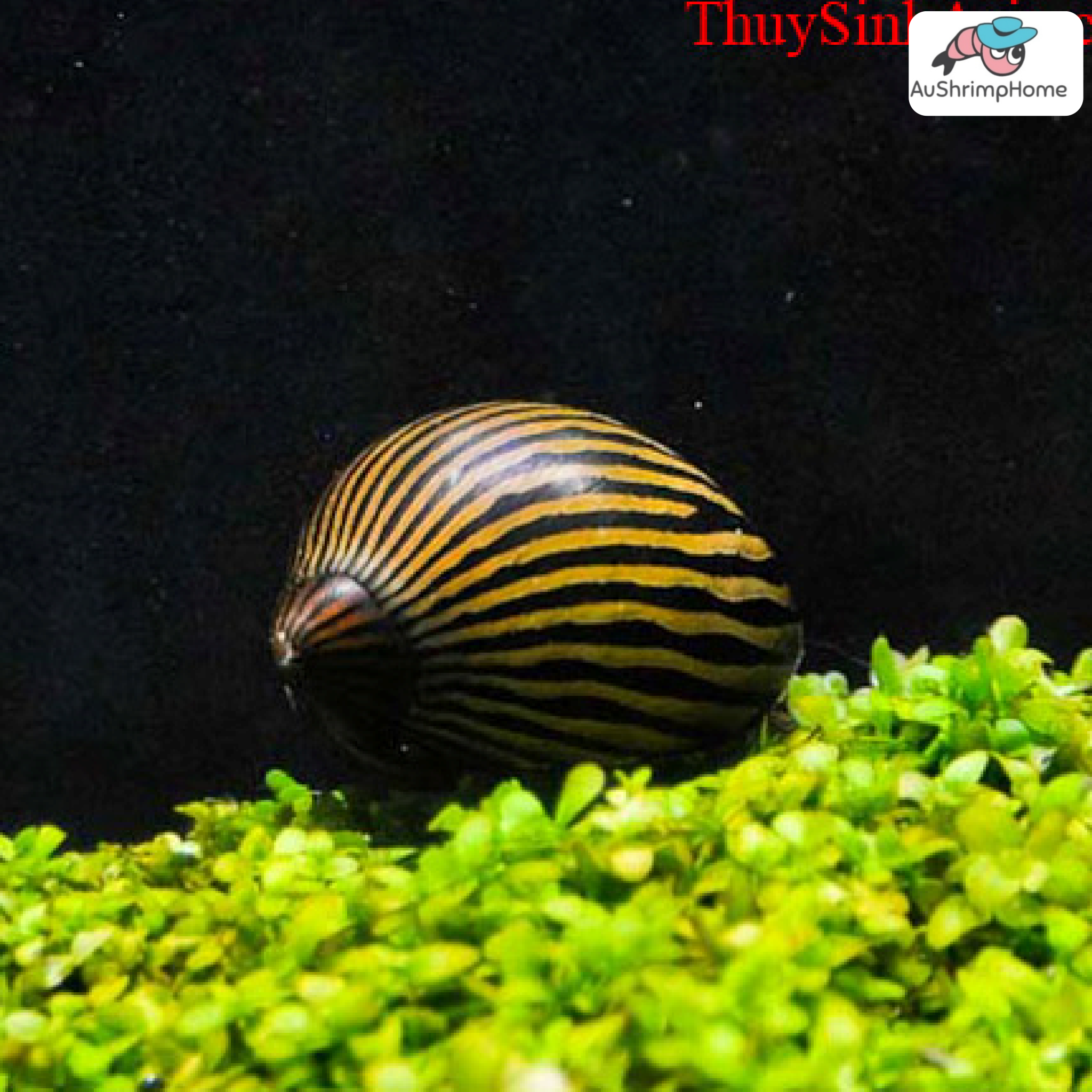 Nerite Snail Best Algae Eating Snail For Aquarium Tank Aushrimphome