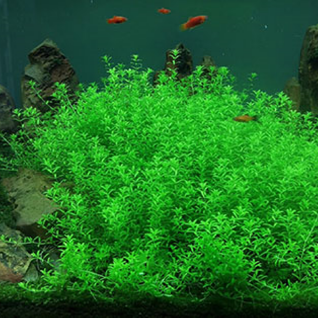 Shop the Best Pearl Grass Aquarium Plant for Aquascaping - Hemianthus ...