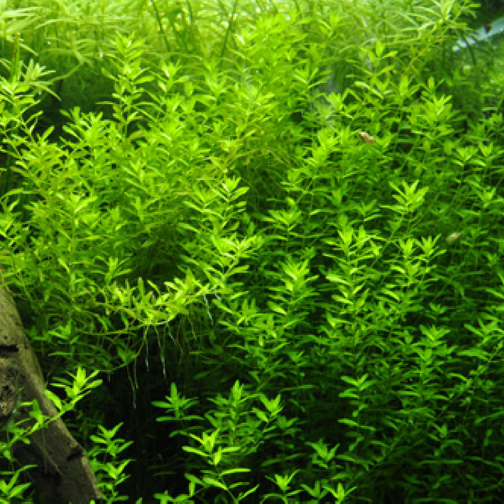 Shop the Best Pearl Grass Aquarium Plant for Aquascaping - Hemianthus ...